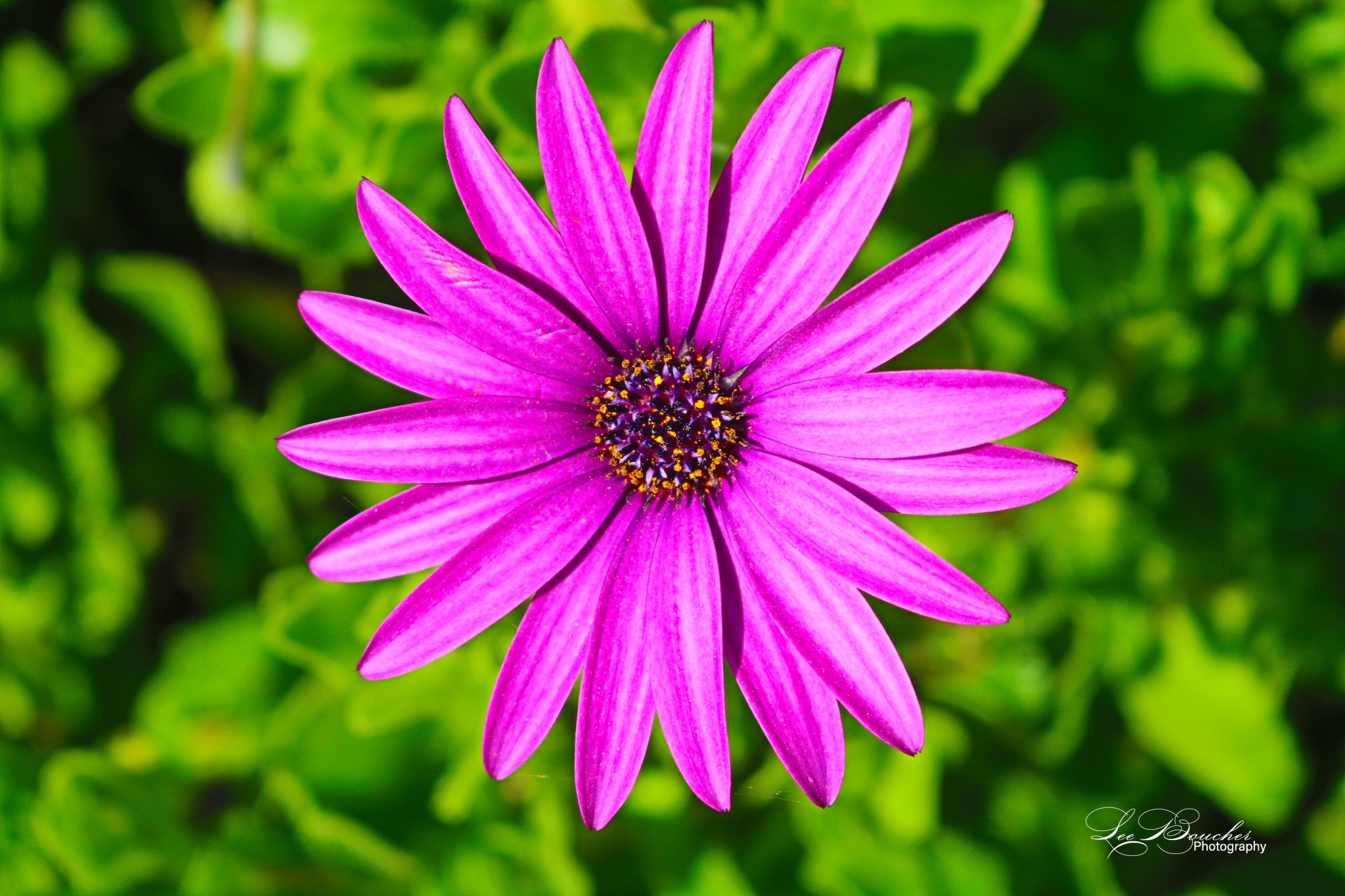 About - Lee Boucher Photography